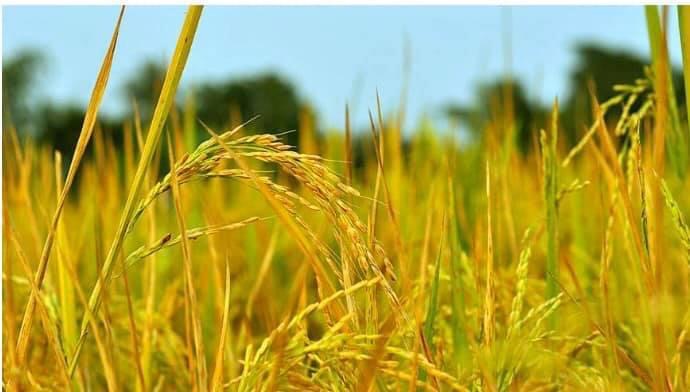 Rice is Wealth – The Sane Nomad